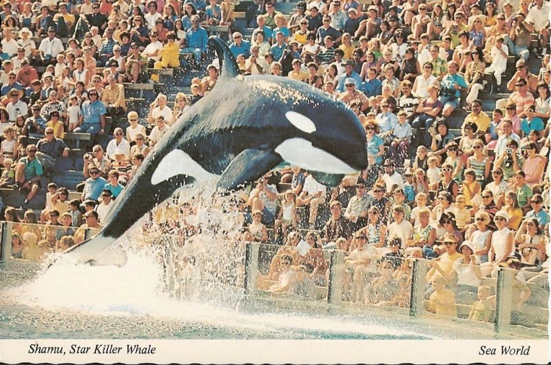 Shamu | Orca tank Wiki | Fandom