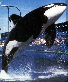 Haida | Orca tank Wiki | Fandom