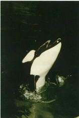 オスカー Bingo | Orca tank Wiki | Fandom