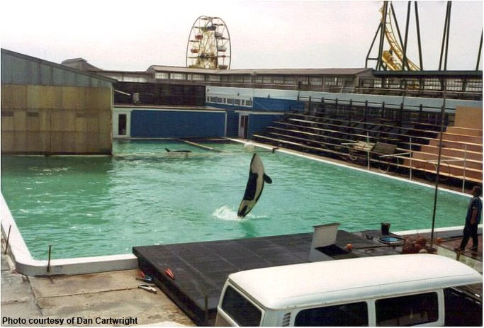 Clacton Dolphinarium | Orca tank Wiki | Fandom