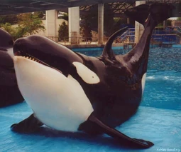 Winnie | Orca tank Wiki | Fandom