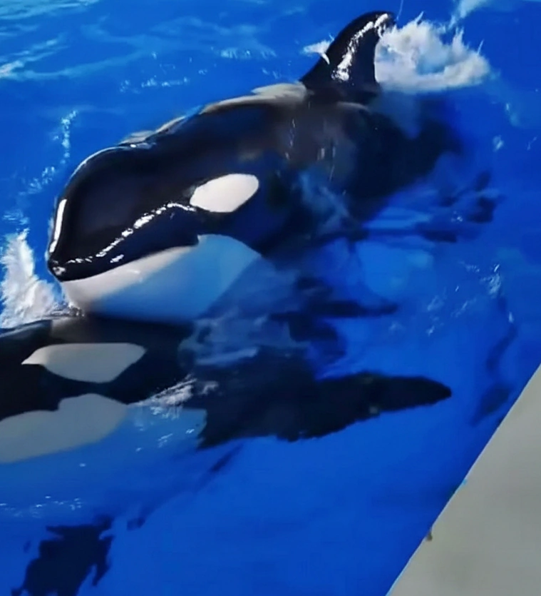 Orca 1 (Wuxi) | Orca tank Wiki | Fandom