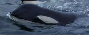 Patches | Orca tank Wiki | Fandom