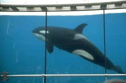 Shouka | Orca tank Wiki | Fandom