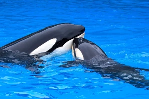 Adan | Orca tank Wiki | Fandom