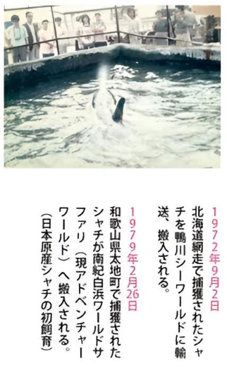 Zero | Orca tank Wiki | Fandom
