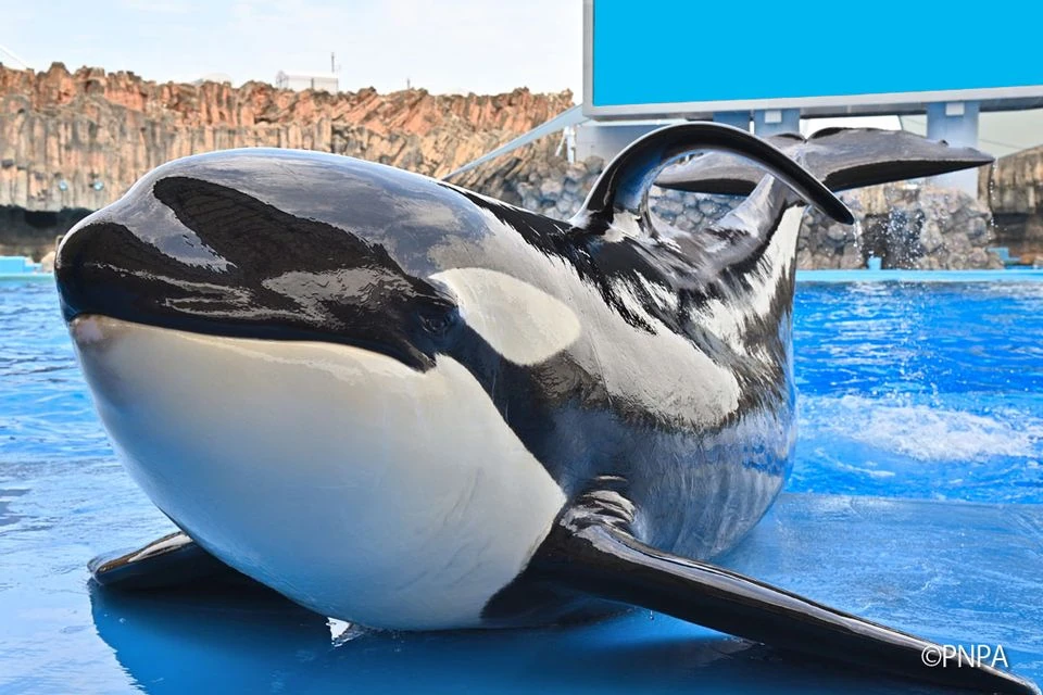 アース Earth | Orca tank Wiki | Fandom