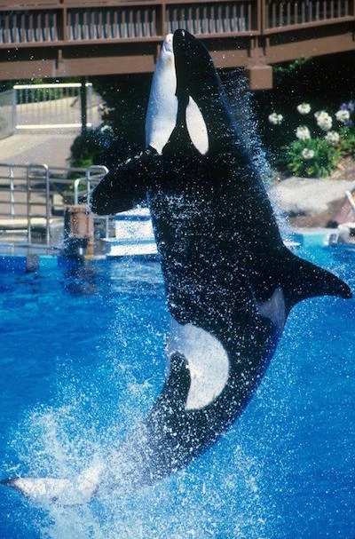 Splash | Orca tank Wiki | Fandom