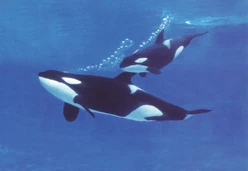 Unna | Orca tank Wiki | Fandom