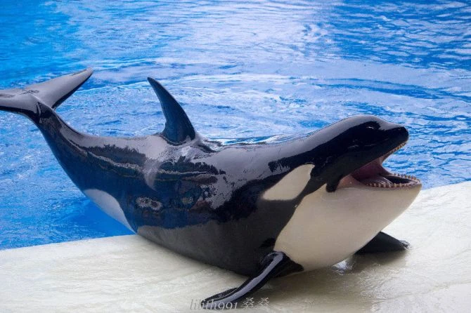 饼干 - Cookie | Orca tank Wiki | Fandom