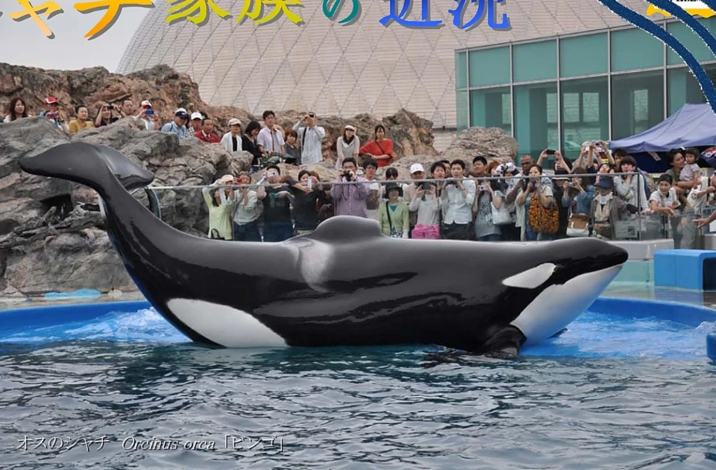 オスカー Bingo | Orca tank Wiki | Fandom