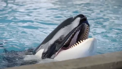 Takara | Orca tank Wiki | Fandom