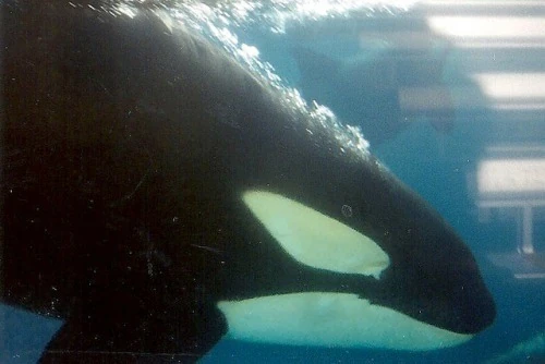 Nyar | Orca tank Wiki | Fandom