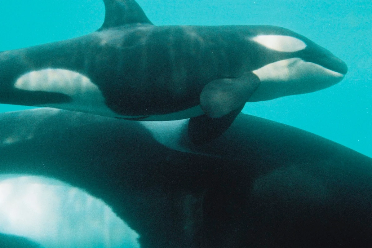 2021 noticias | Orca tank Wiki | Fandom