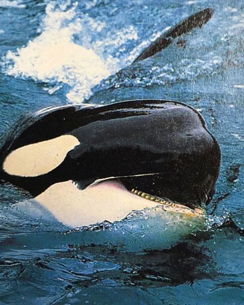 Bjossa | Orca tank Wiki | Fandom