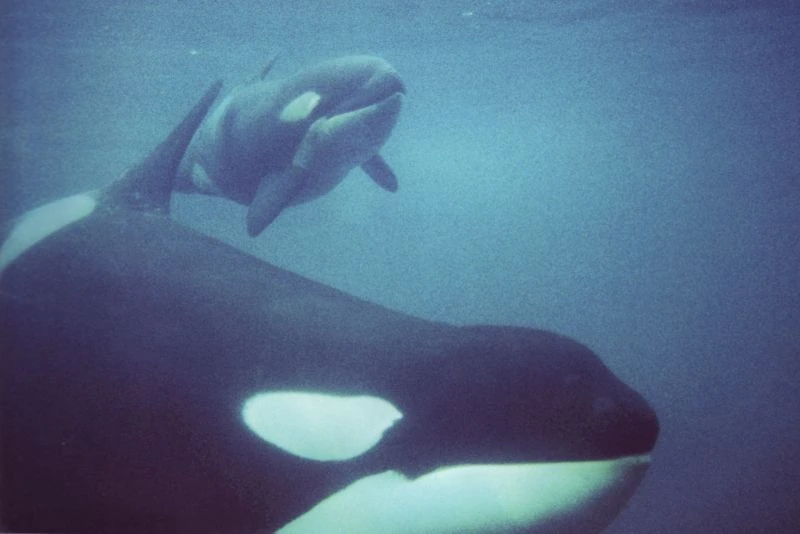 K'yosha | Orca tank Wiki | Fandom