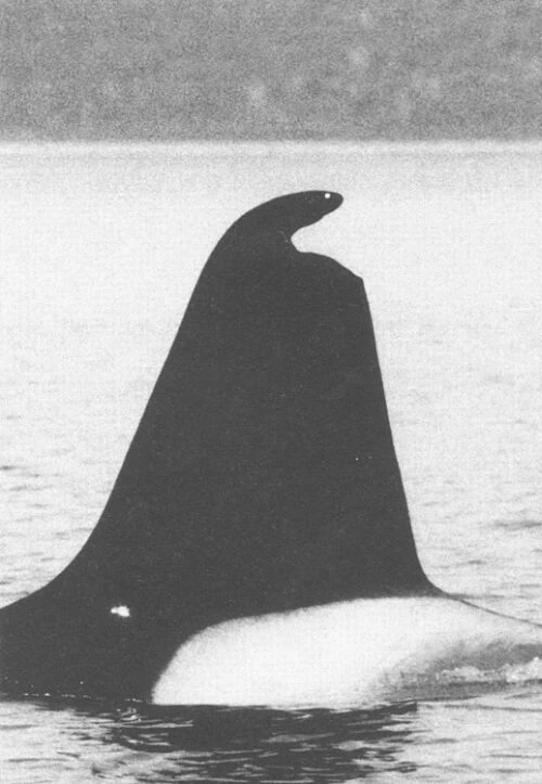 Charlie Chin | Orca tank Wiki | Fandom