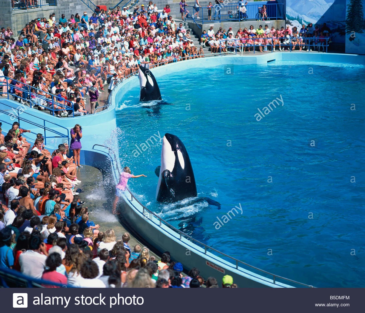 Six Flags Discovery Kingdom | Orca tank Wiki | Fandom