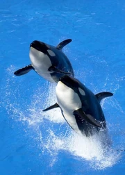 Tekoa | Orca tank Wiki | Fandom