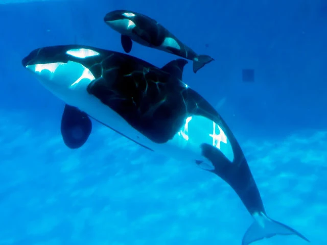 Orcas embarazadas (0) | Orca tank Wiki | Fandom