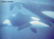 Finna | Orca tank Wiki | Fandom