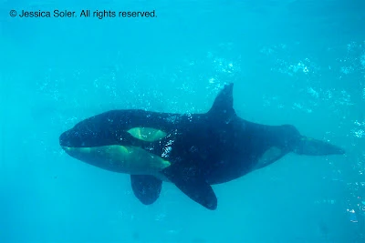 Pascuala | Orca tank Wiki | Fandom