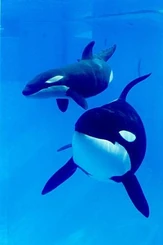 Tuar | Orca tank Wiki | Fandom