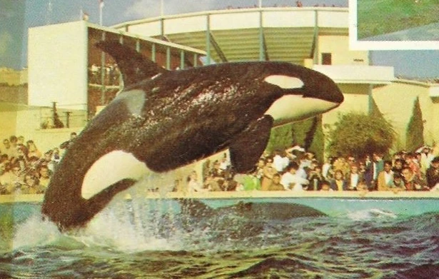 Orky | Orca tank Wiki | Fandom