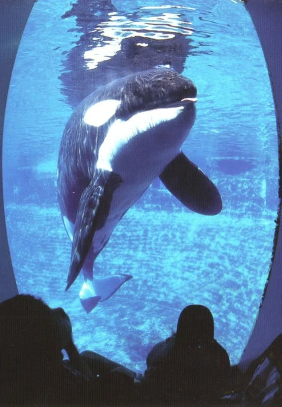 Finna | Orca tank Wiki | Fandom