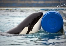 Morgan | Orca tank Wiki | Fandom