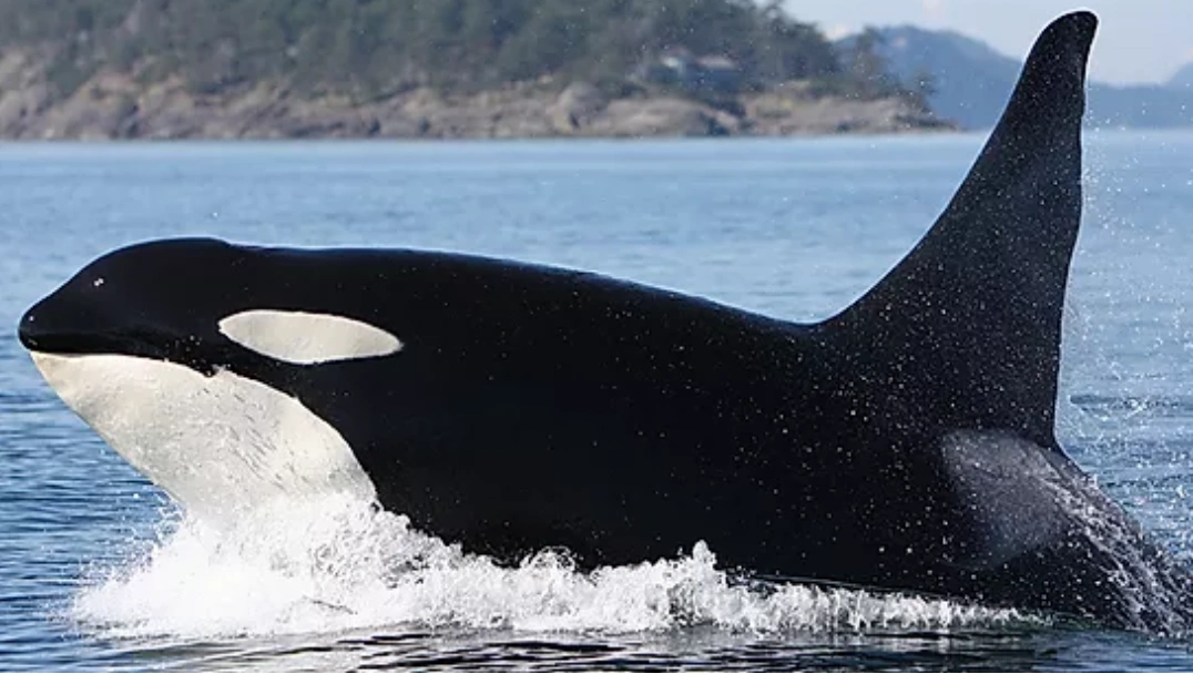 Ecotipos de las orcas | Orca tank Wiki | Fandom