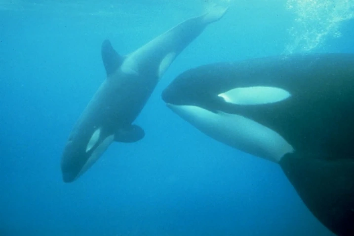 MLP-00-B7701 | Orca tank Wiki | Fandom