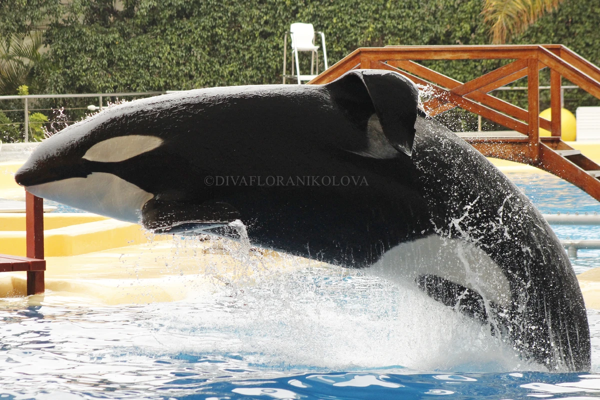 Tekoa | Orca tank Wiki | Fandom