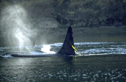 Taku/K1 | Orca tank Wiki | Fandom