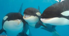 Unna | Orca tank Wiki | Fandom