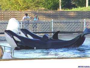 Freya | Orca tank Wiki | Fandom