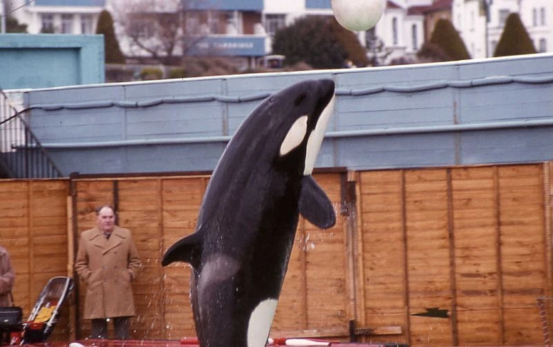 Nemo | Orca tank Wiki | Fandom