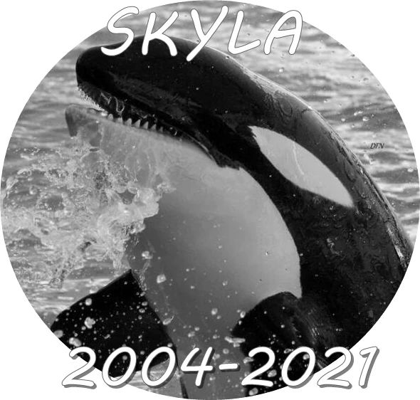 2021 | Orca tank Wiki | Fandom