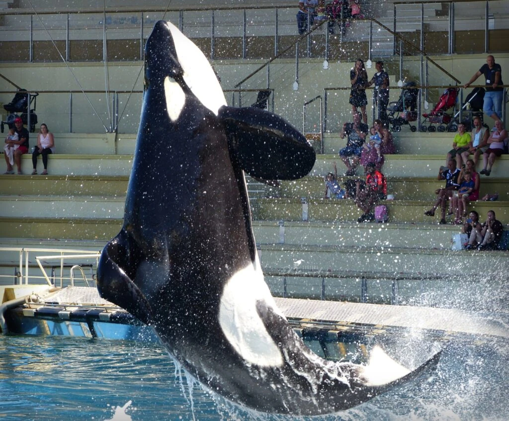 Inouk | Orca tank Wiki | Fandom