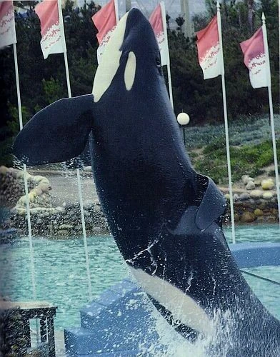 Winston | Orca tank Wiki | Fandom