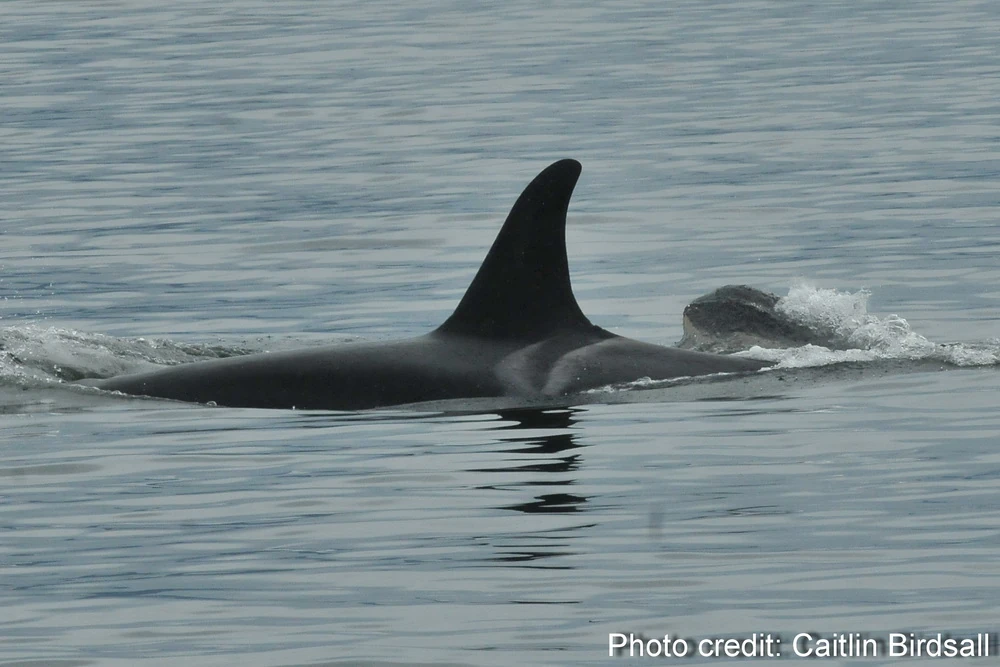 A73 Springer | Orca tank Wiki | Fandom