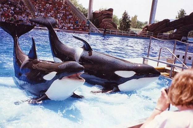 Katerina | Orca tank Wiki | Fandom