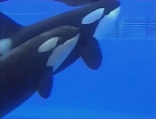 Category:Kenau's Gallery | Orca Pod Wiki | Fandom