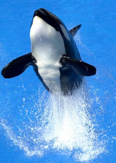 Category:Tekoa's Gallery | Orca Pod Wiki | Fandom