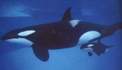 Category:Takara's Gallery | Orca Pod Wiki | Fandom