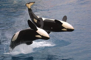 Category:Kim 2 | Orca Pod Wiki | Fandom