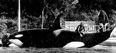 Category:Corky 2's Gallery | Orca Pod Wiki | Fandom