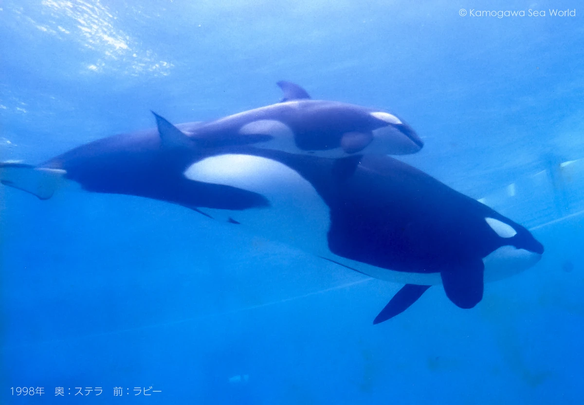 Category:Stella's Gallery | Orca Pod Wiki | Fandom