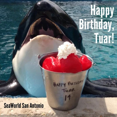 Category:Tuar's Gallery | Orca Pod Wiki | Fandom