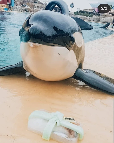 Category:Inouk's Gallery | Orca Pod Wiki | Fandom